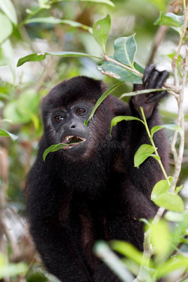 Howler monkey stock image. Image of features, leaf, leaves - 36025183