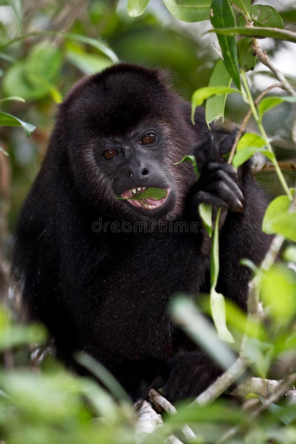 Howler monkey stock image. Image of green, black, howler - 36025185