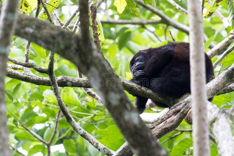 Howler Monkey in the Rainforest Stock Photo - Image of explore, habitat ...