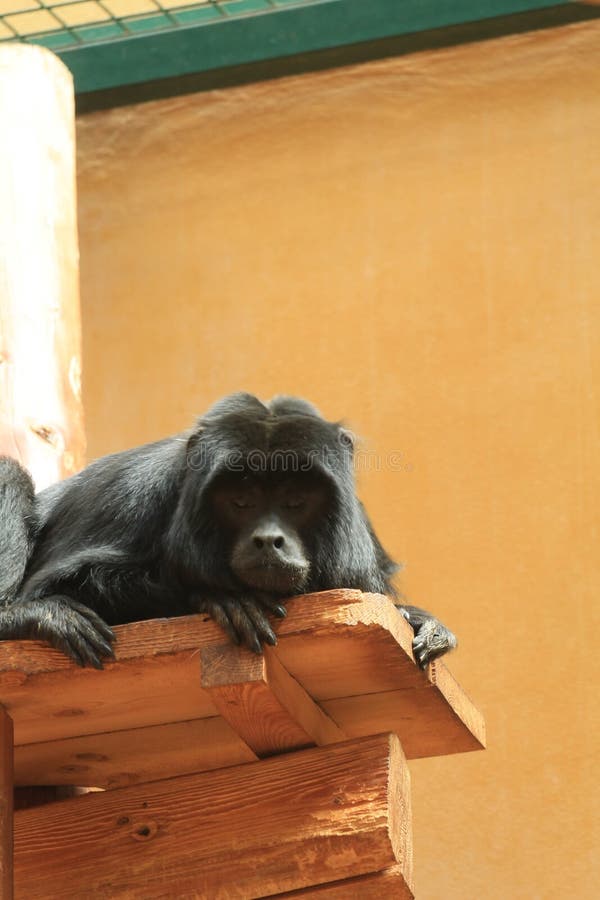 Howler monkey in zoo stock image. Image of south, resting - 279955955