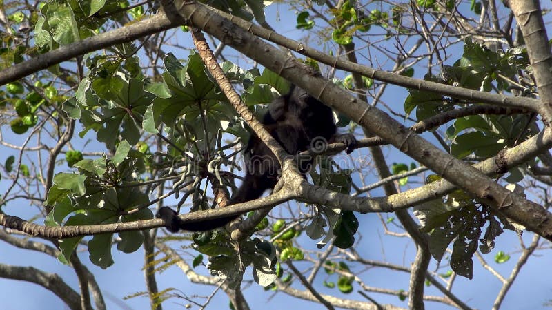 A Howler Monkey on a Tree in the Jungle Stock Video - Video of howler ...