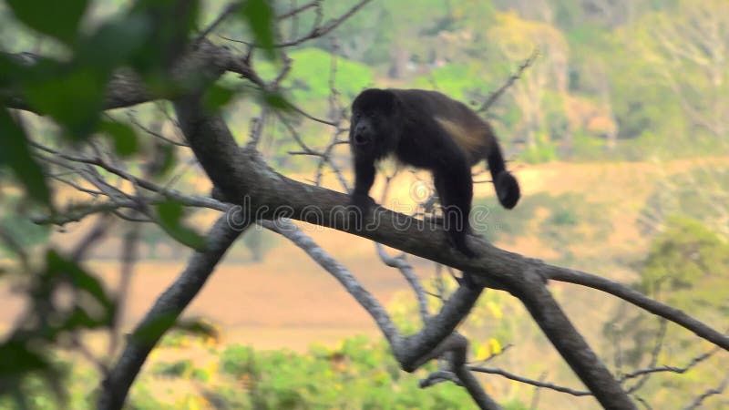 A Howler Monkey on a Tree in the Jungle Stock Video - Video of jungle ...