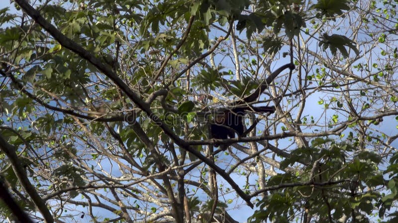 A Howler Monkey on a Tree in the Jungle Stock Video - Video of climate ...