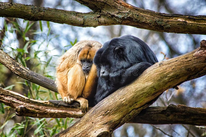 Howler monkey on a tree stock image. Image of jump, endangered - 71418373