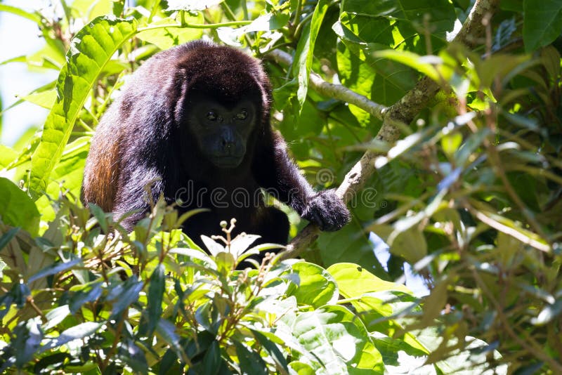 Howler monkey in the trees stock image. Image of nature - 96931723