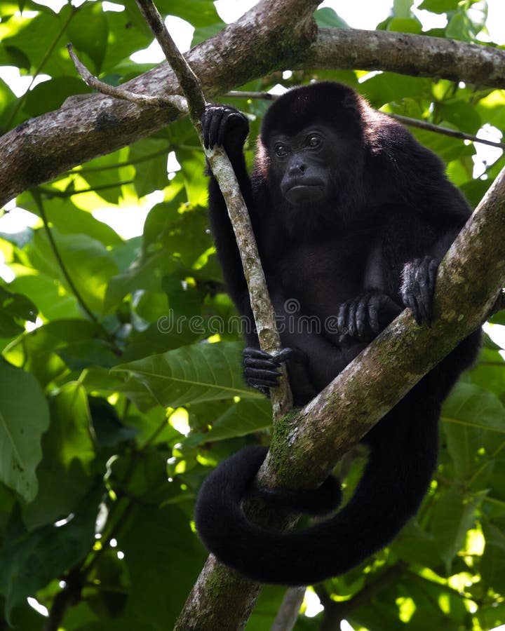Howler monkey in the trees stock photo. Image of ecology - 96931802