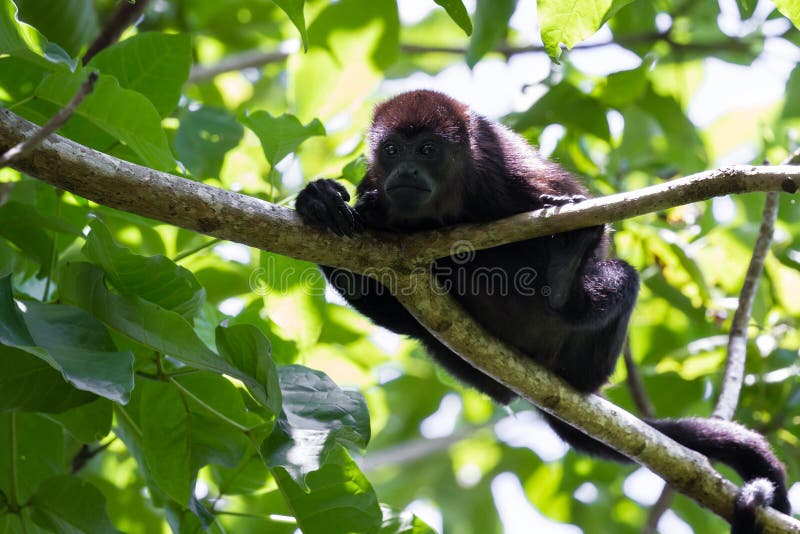 Howler monkey in the trees stock image. Image of congo - 96932065
