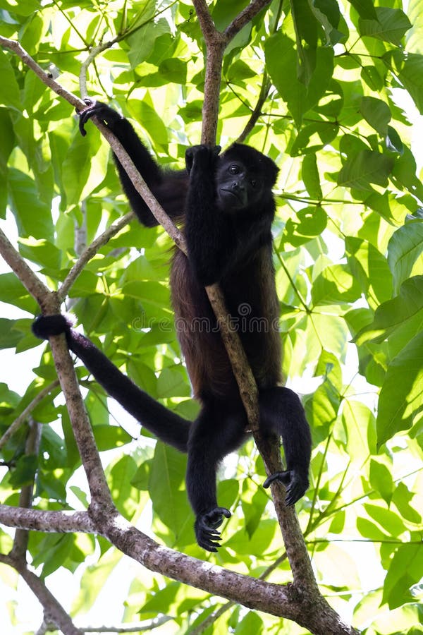 Howler monkey in the trees stock photo. Image of america - 96932080