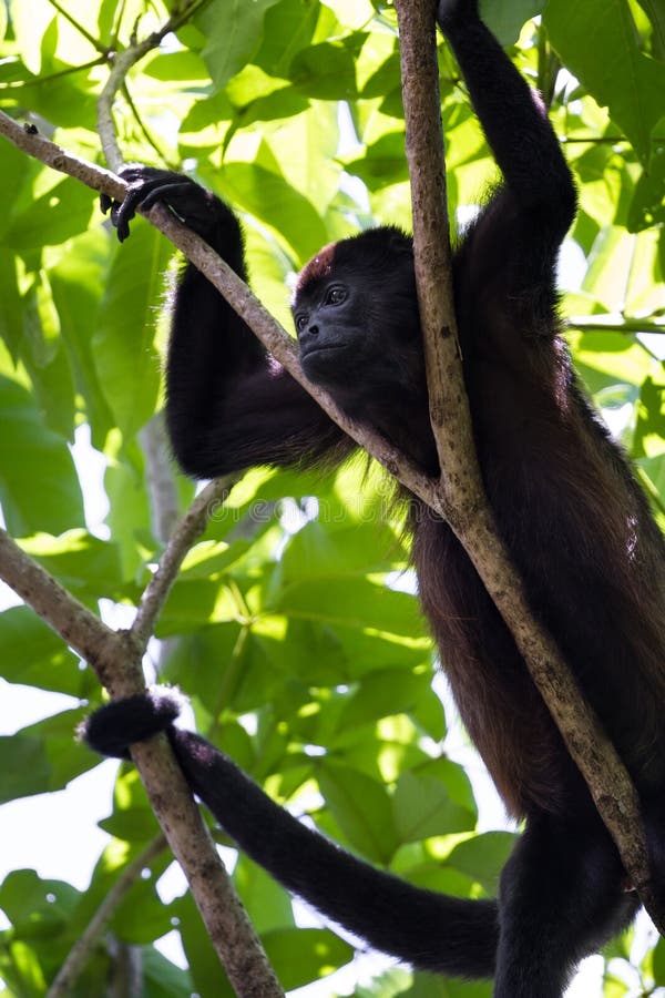 Howler monkey in the trees stock photo. Image of ecology - 96932148