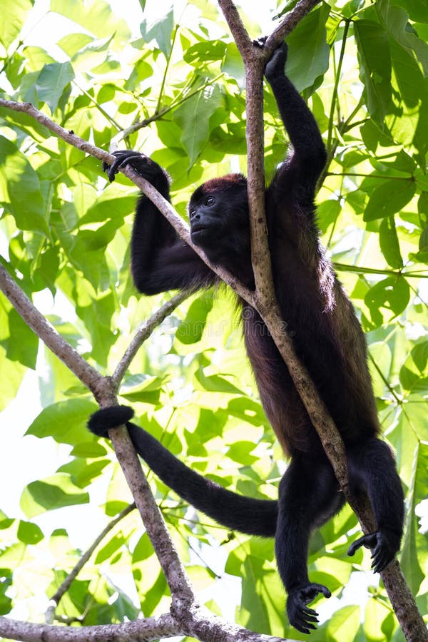 Howler monkey in the trees stock photo. Image of climbing - 96932166