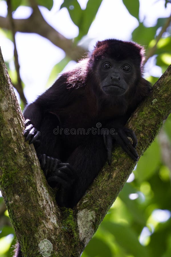 Howler monkey in the trees stock photo. Image of exotic - 96932262