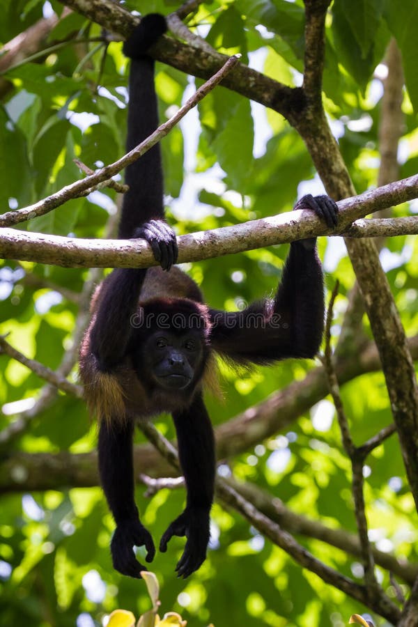Howler monkey in the trees stock photo. Image of climb - 96932322