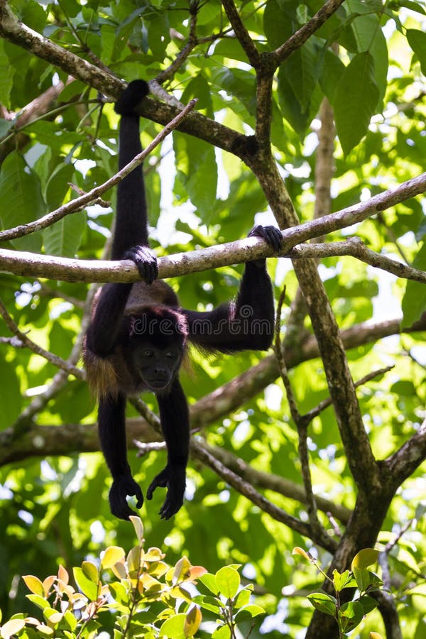 Howler monkey in the trees stock image. Image of costa - 96932383