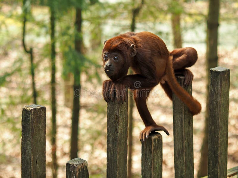 Baby Red Howler Monkey stock image. Image of climb, precious - 8915175