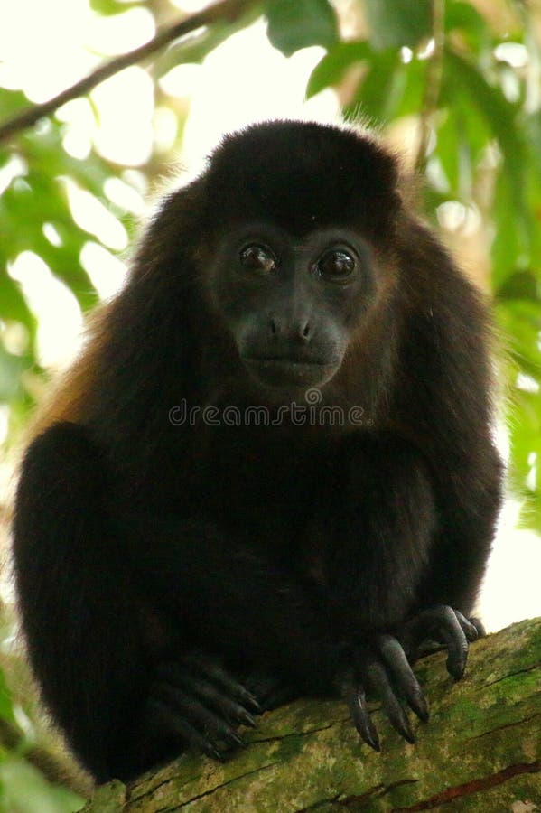 Young Howler Monkey Sitting on a Tree Branch. Costa Rica. Stock Image ...