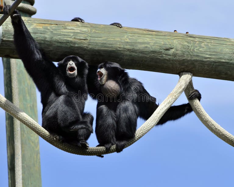 Howler Monkeys Howling stock image. Image of eyes, communicate - 5684107