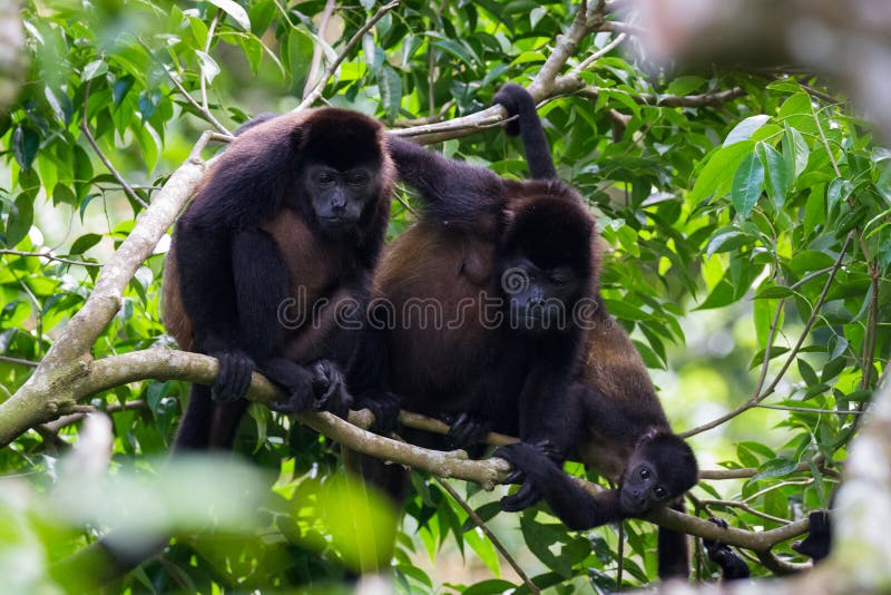Howler Monkeys in Costa Rica Stock Photo - Image of discover, congo ...