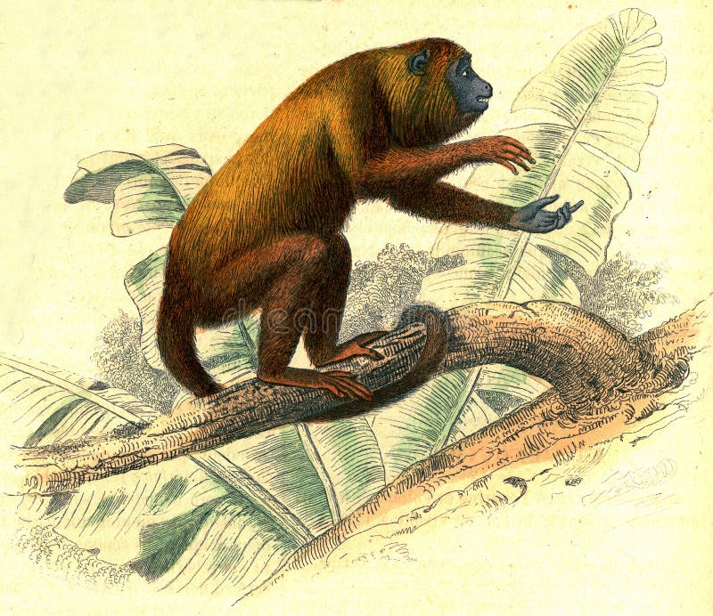 Howler Monkeys, Vintage Engraving Stock Illustration - Illustration of ...