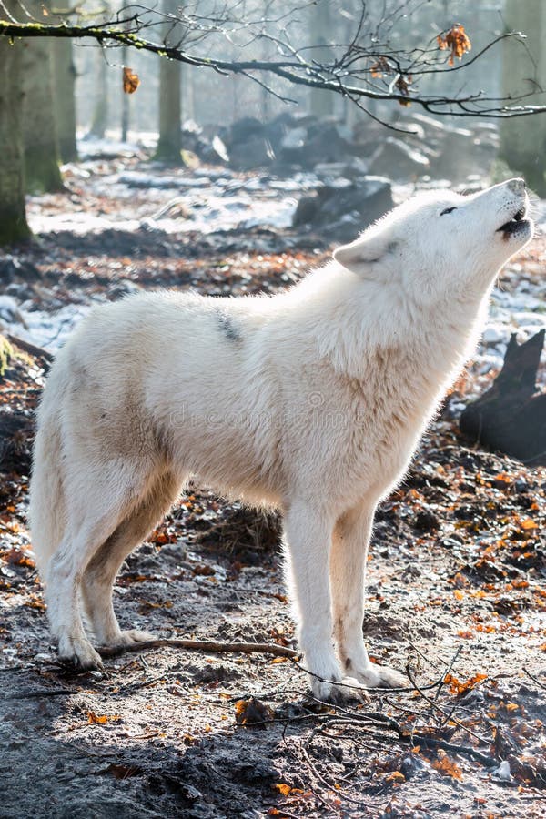 White wolf howling stock photo. Image of hunter, canidae - 77446418