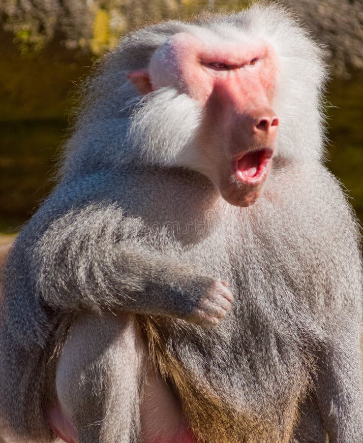 Howling baboon stock photo. Image of howl, aggression - 13526568
