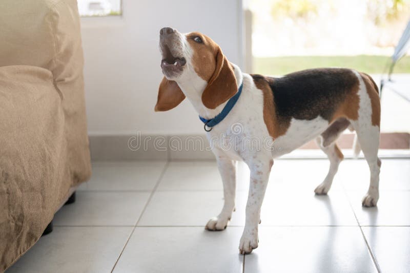 Howling beagle breed dog stock photo. Image of mammal - 331687966