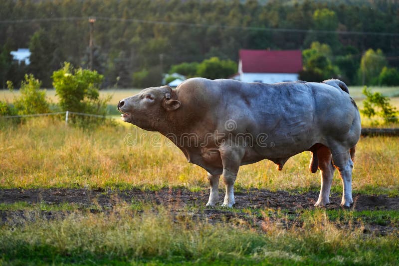 Howling Big Muscular Bull in Close-up Stock Image - Image of meadow ...