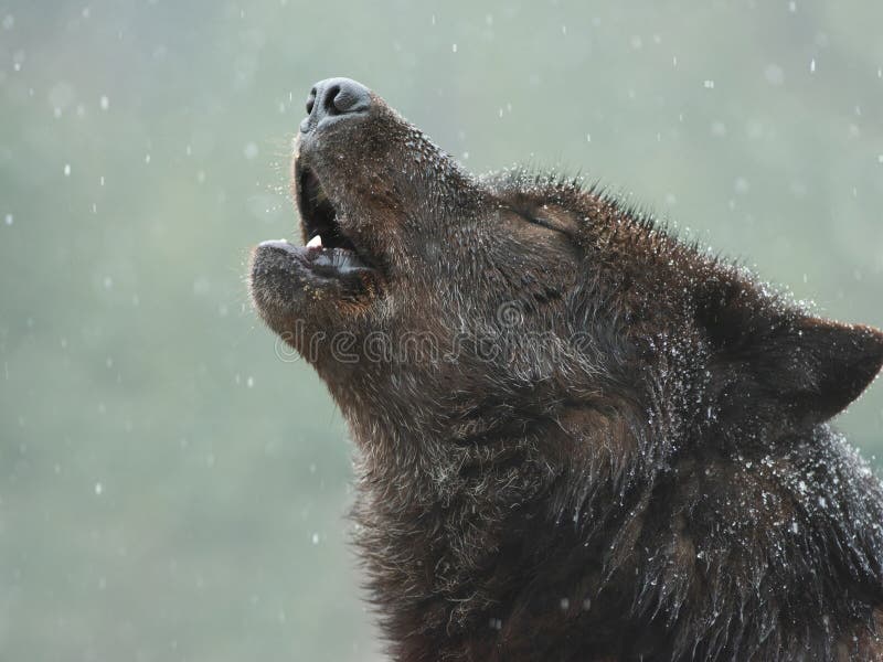 Howling Black Canadian Wolf in Winter Stock Photo - Image of droplets ...