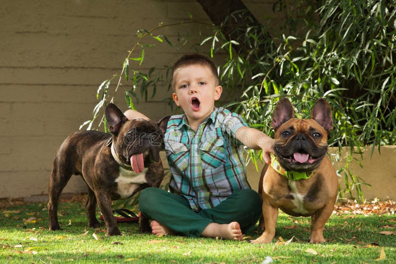 Howling Boy with Bulldogs stock photo. Image of bulldog - 62802310