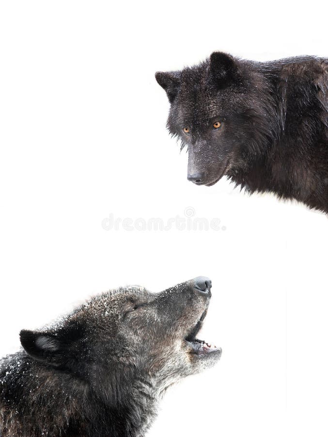 212 Werewolf Howling Stock Photos - Free & Royalty-Free Stock Photos ...