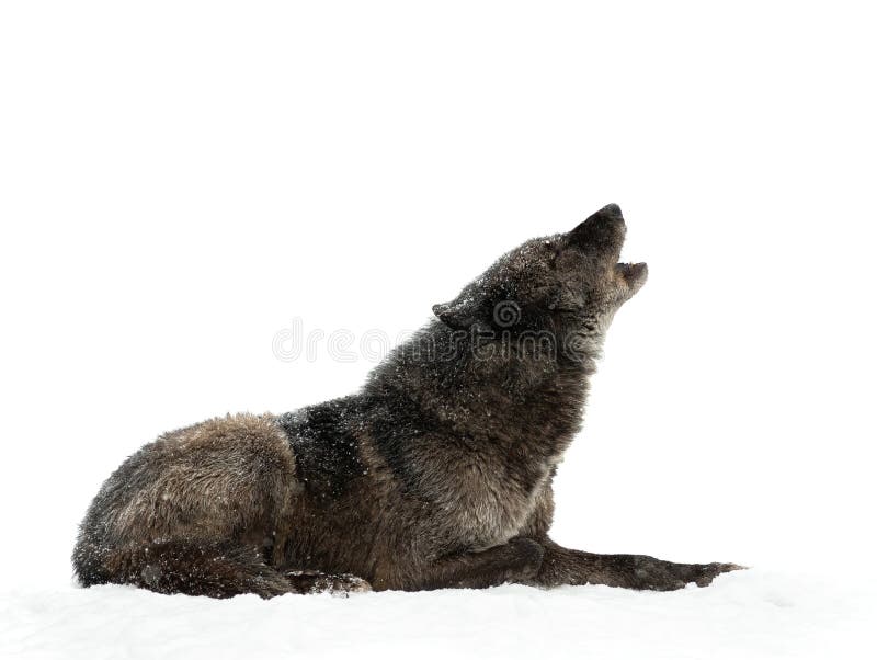 Howling Canadian Wolf during Snowfall Isolated on White Background ...