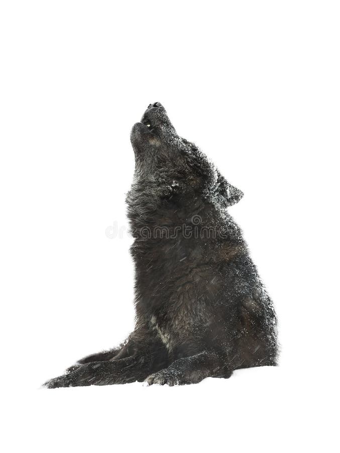 Canadian Wolf Lies on the Background of a Howling Wolf Isolated on a ...