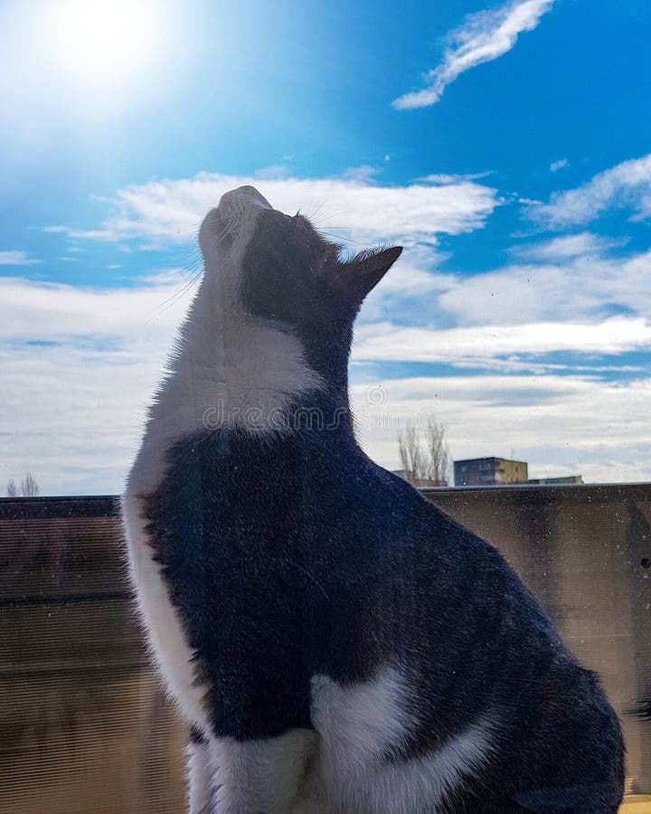 171 Howling Cat Stock Photos - Free & Royalty-Free Stock Photos from ...