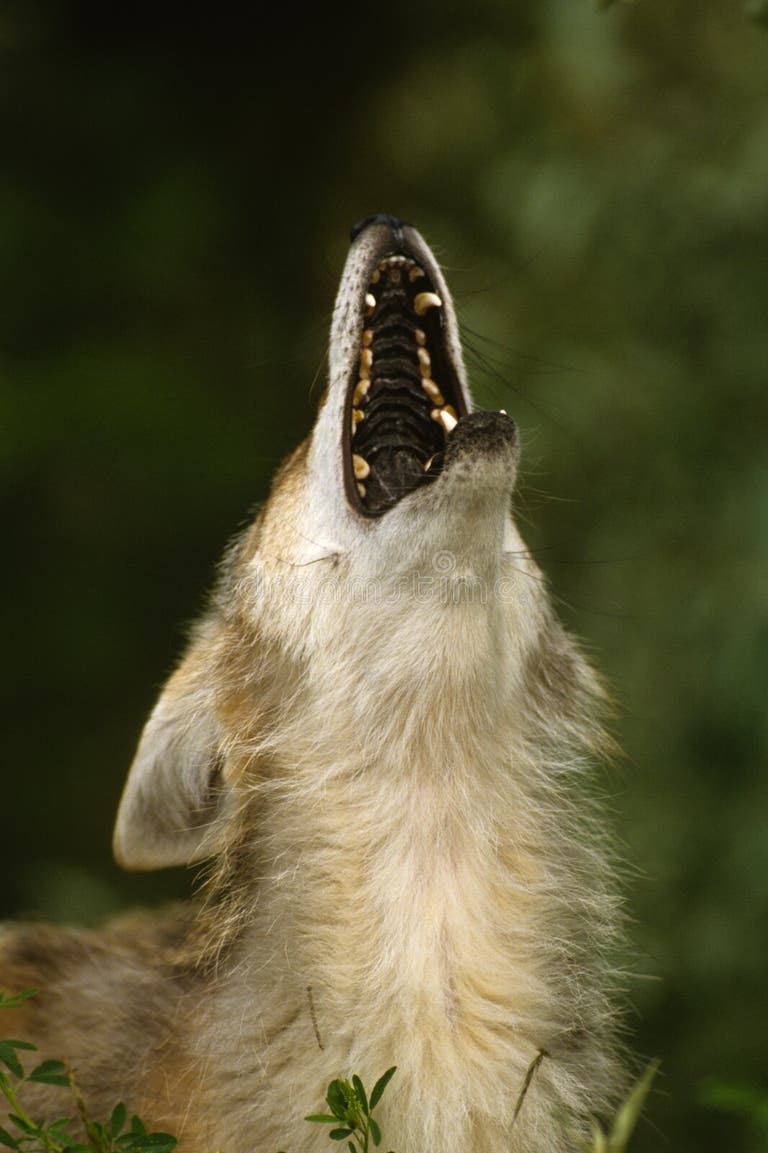 160 Coyote Teeth Stock Photos - Free & Royalty-Free Stock Photos from ...