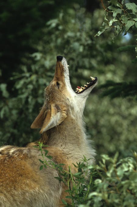 Howling Coyote stock photo. Image of outdoors, ears, hunter - 9532690
