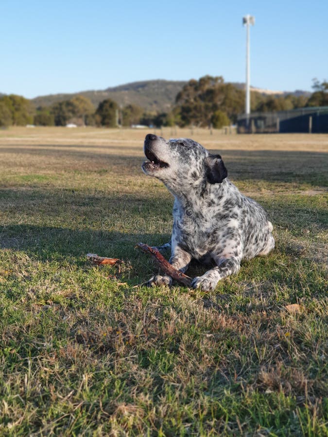 Howling dog stock image. Image of howling, park, animal - 163349491