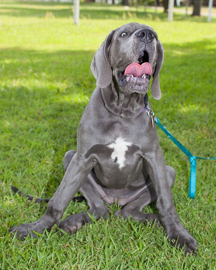 Howling dog stock image. Image of collar, nose, dane - 41241291