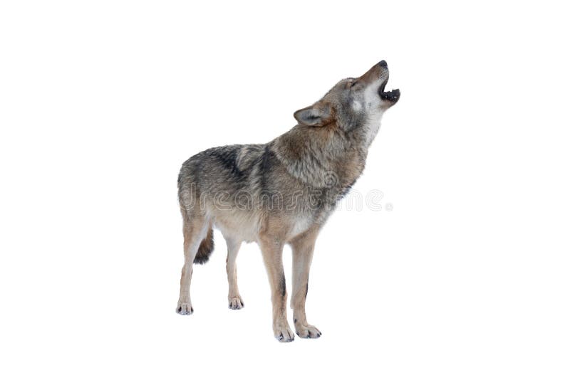 1+ Howl isolated wolf Free Stock Photos - StockFreeImages
