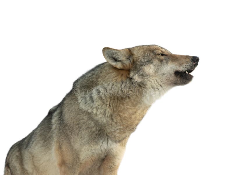 502 Howling Wolf Isolated White Stock Photos - Free & Royalty-Free ...