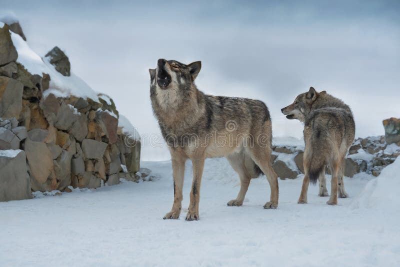 Howling Gray Wolves on Background of Stones Stock Photo - Image of ...