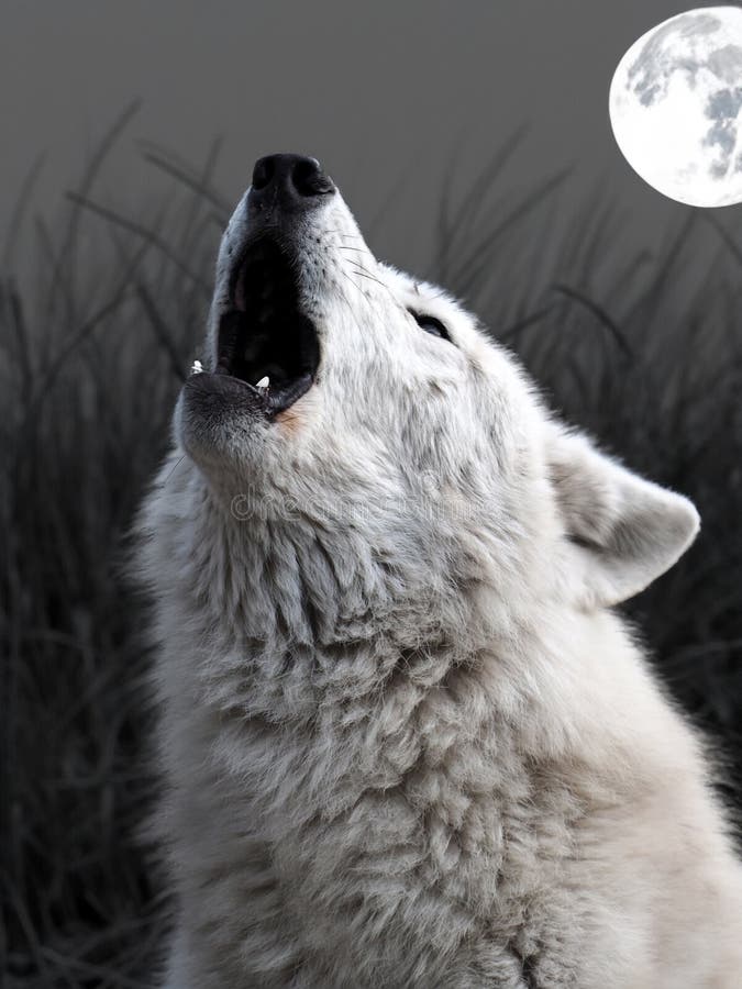Howling wolf stock image. Image of white, inuit, pack - 49102177
