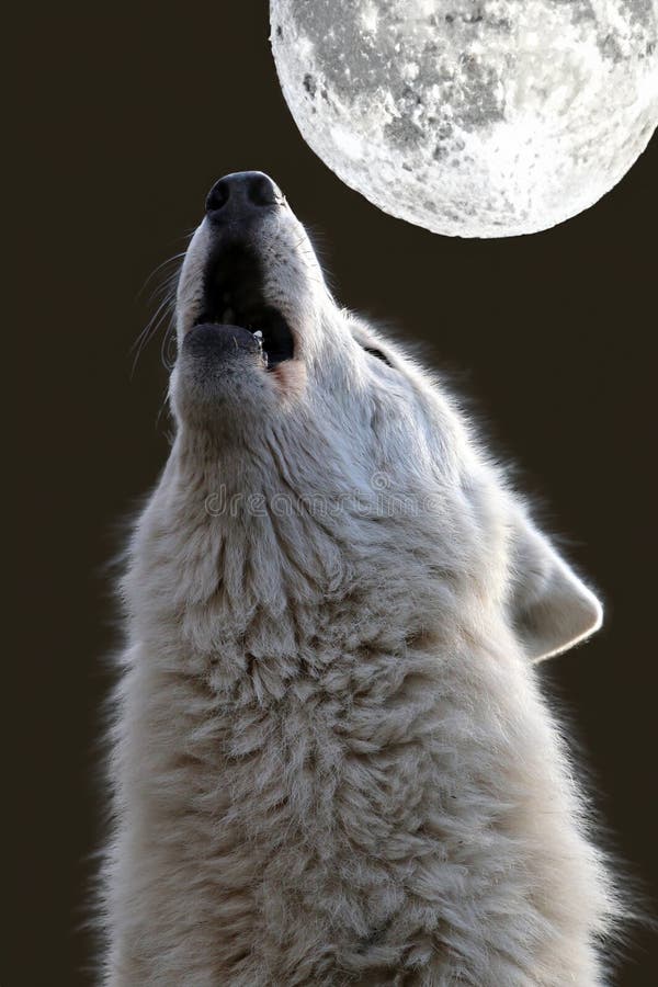 Howling wolf stock image. Image of white, inuit, pack - 49102177