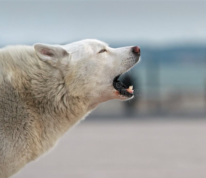 Howling husky dog stock photo. Image of animal, muzzle - 1122210