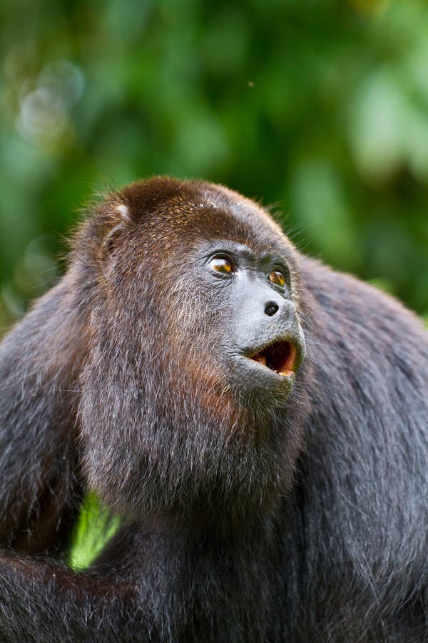 Howling monkey in Belize stock image. Image of eyes, central - 18898653