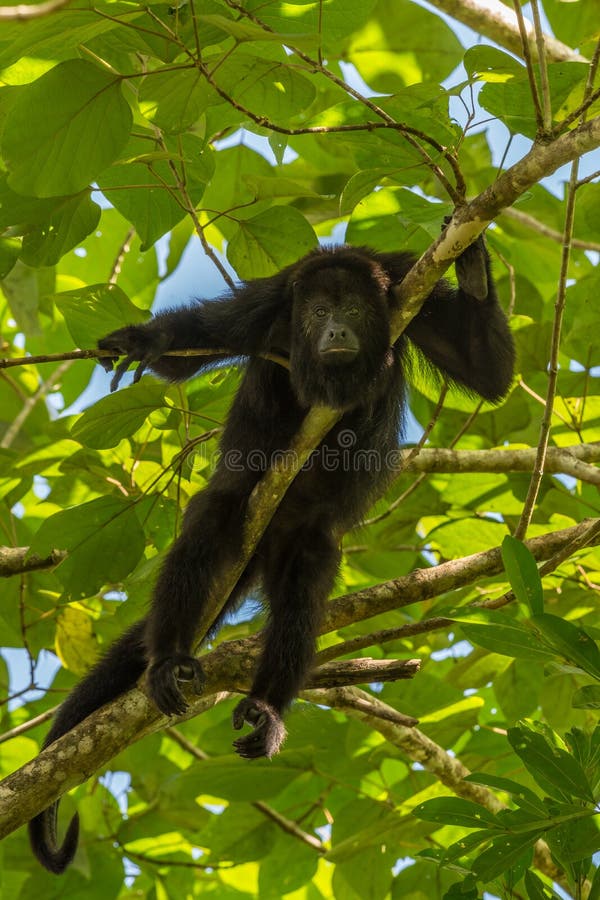 Howling Monkey in a tree stock image. Image of mamal - 95632597