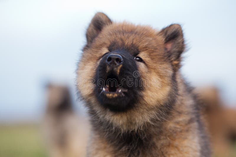 Howling puppy stock photo. Image of child, baby, howl - 24430326