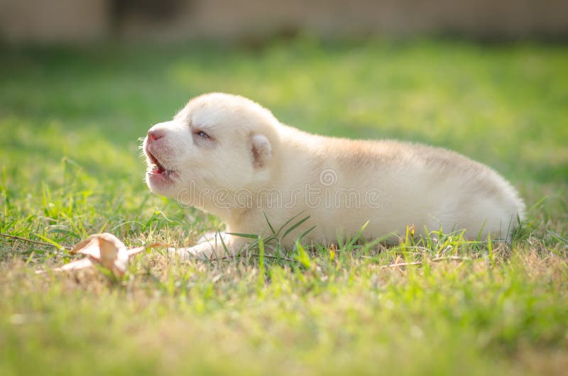 Howling Puppy Siberian Husky Stock Photo - Image of canine, pets: 42318998