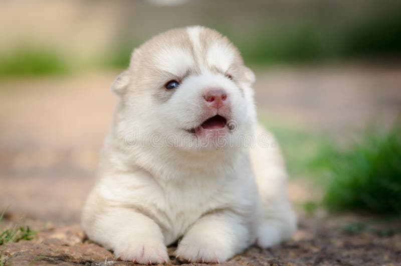 Howling Puppy Siberian Husky Stock Photo - Image of bale, sleddog: 42320576