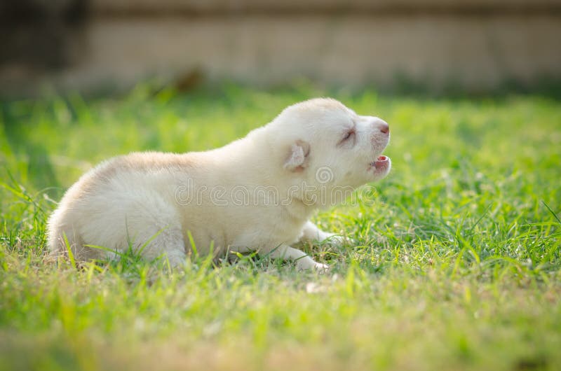 Howling Puppy Siberian Husky Stock Image - Image of cloud, puppy: 42320619