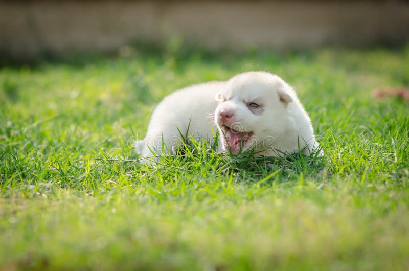 Howling Puppy Siberian Husky Stock Photo - Image: 42320625