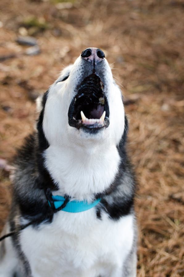 2+ Husky howl Free Stock Photos - StockFreeImages
